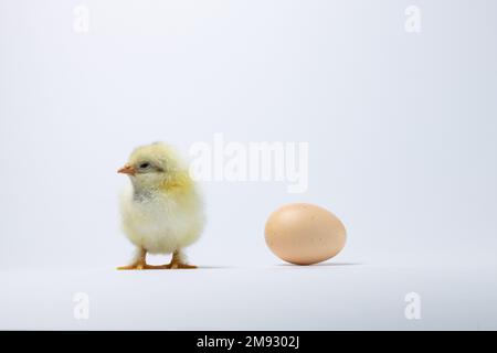 A beautiful shot of a Brahma chicken and an egg isolated on a white ...