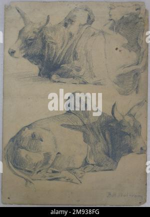 Water Buffalo Philip H. Wolfrom (American, 1870-1904). Water Buffalo, n ...