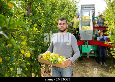 Farmer standing with box of harvested apples Stock Photo - Alamy