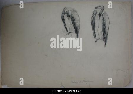 Study of vultures. Sketch sheet with (detail) studies of vultures Stock ...