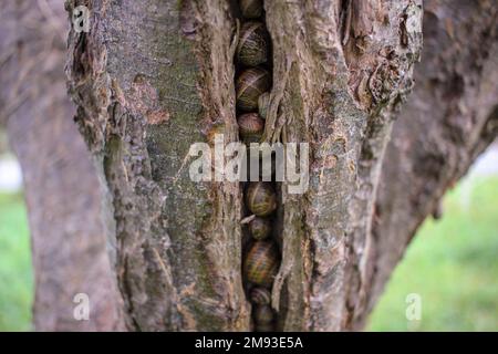 a lot of snails in a crack of an apple tree Stock Photo - Alamy
