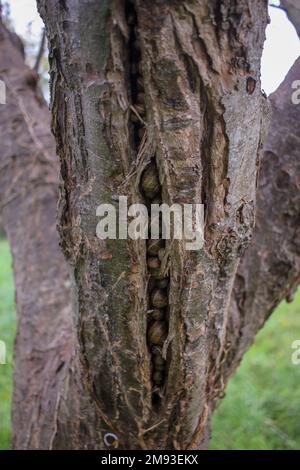 Striped shell snail hidden in plant. Small snail hiding in between of ...
