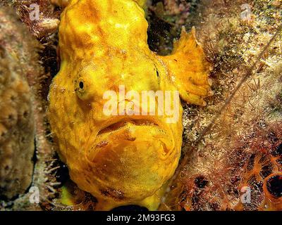Frogfishes are any member of the anglerfish family Antennariidae Stock ...