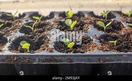 organic lettuce seeds sprouting in a greenhouse Stock Photo - Alamy