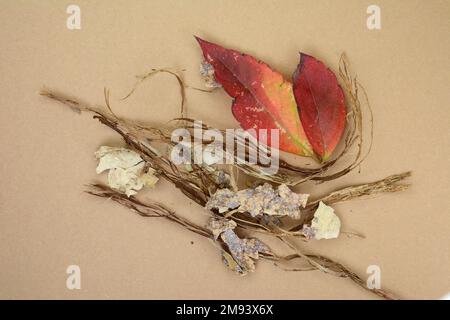 autumn elements concept. autumn elements isolated, branches leaves ...