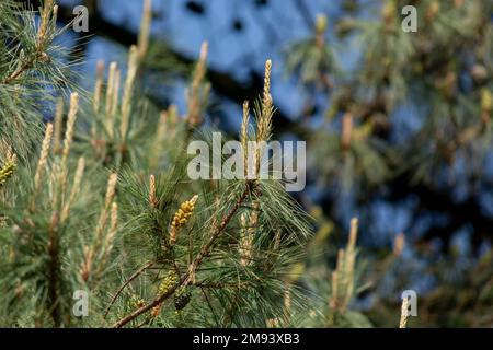 Canopy of Pinus montezumae (Montezuma Pine Tree) outdoors, with copy ...