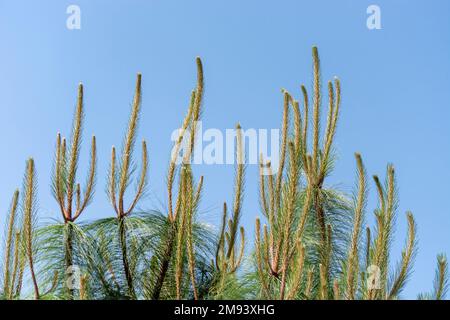 Canopy of Pinus montezumae (Montezuma Pine Tree) outdoors, with copy ...