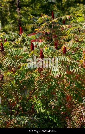 Staghorn sumac (Rhus typhina), in autumn colouring Bavaria, Germany ...