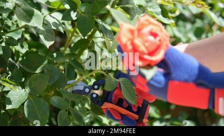 trimming the rose bushes with secateurs in early spring Stock Photo - Alamy