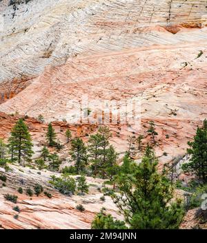Pine trees among striped red sandstone formations in Zion National Park ...
