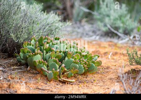 Blossoming cacti in Dixie National Forest near Yant Flat sandstone ...