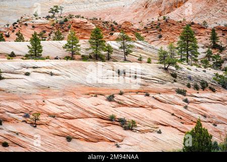 Pine trees among striped red sandstone formations in Zion National Park ...