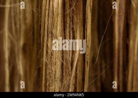 The soaked jute is being dried in the sun. Closeup image of jute. Jute ...