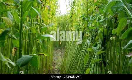 A row of green jute. Closeup photo of jute. Jute is a type of bast ...