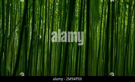 A row of green jute. Closeup photo of jute. Jute is a type of bast ...