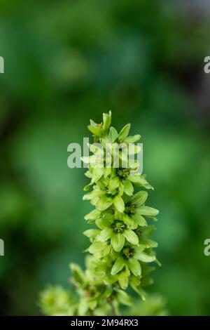 Veratrum album flower growing in mountains, close up Stock Photo - Alamy
