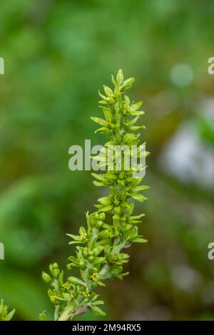 Veratrum album flower growing in mountains, close up Stock Photo - Alamy