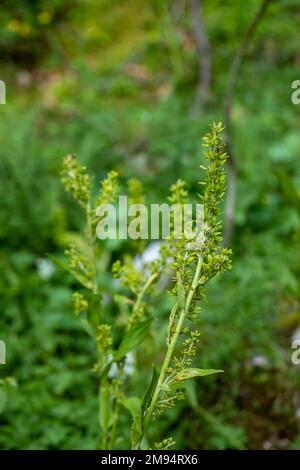 Veratrum album flower growing in mountains, close up Stock Photo - Alamy