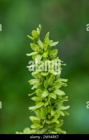 Veratrum album flower growing in mountains, close up Stock Photo - Alamy