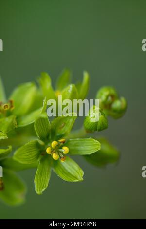 Veratrum album flower growing in mountains, close up Stock Photo - Alamy