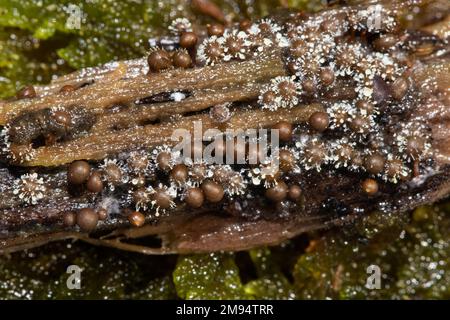 Red-headed slime mould white fruiting balls on several conical red ...