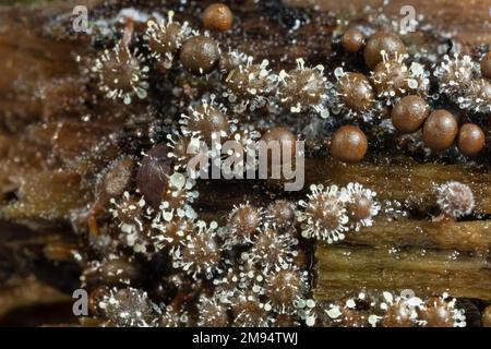 Red-headed slime mould white fruiting balls on several conical red ...