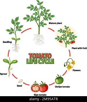 Life cycle of a tomato plant diagram illustration Stock Vector Image ...