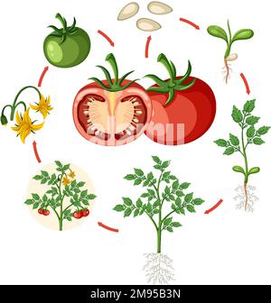Life cycle of a tomato plant diagram illustration Stock Vector Image ...