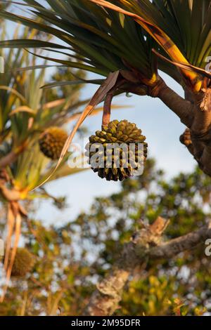 Brazil, Rio, Durian fruit on tree Stock Photo - Alamy