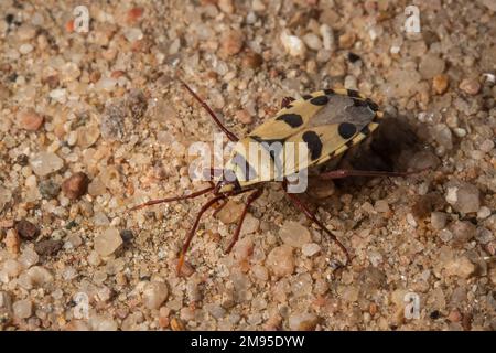 Welwitschia bug, Probergrothius angolensis, Pyrrhocoridae, Hemiptera ...