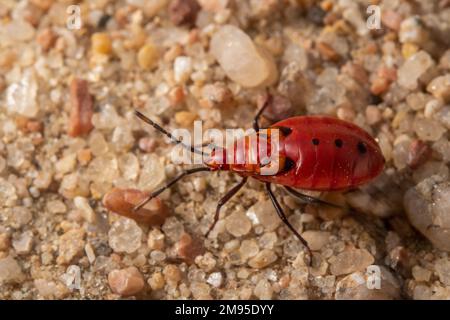 Welwitschia bug nymphs, Probergrothius angolensis, Pyrrhocoridae ...