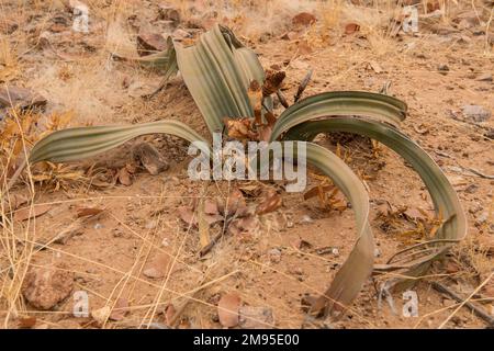 Living fossil plant with male inflorescences, Welwitschia mirabilis ...