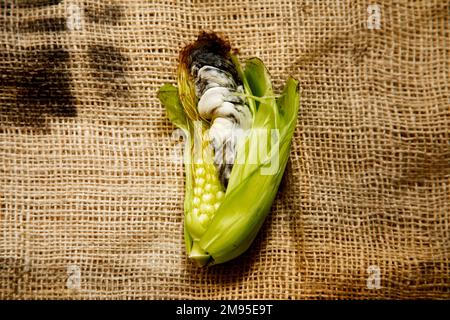 The huitlacoche or cuitlacoche, is a fungus of the Ustilaginaceae ...