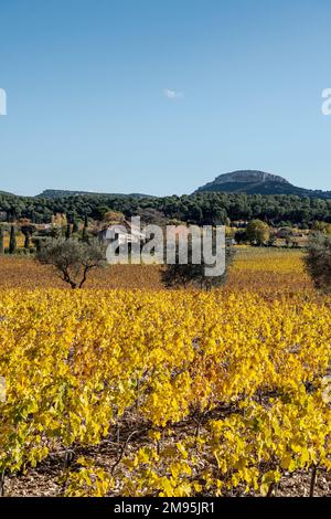 Cassis (south-eastern France): vineyards of the Cassis Bodin estate ...