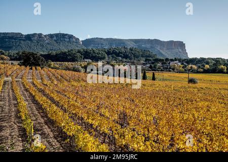 Cassis (south-eastern France): vineyards of the Cassis Bodin estate ...