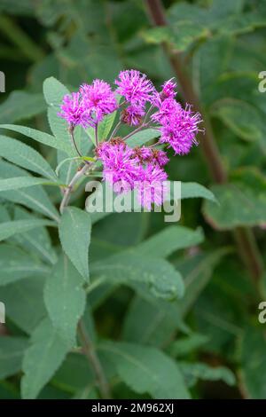 Giant Ironweed, Vernonia gigantea, Tall Ironweed, Hardy, Plant, Flower ...