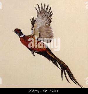 Common Pheasant Phasianus colchicus flies over the meadow behind the ...