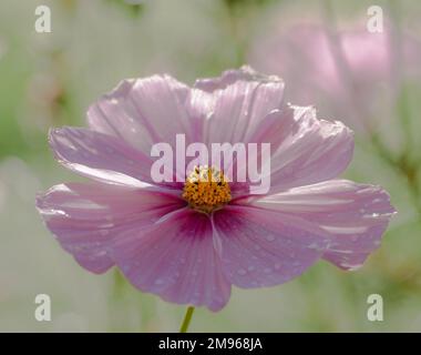 Closeup of a single pink Cosmos flower and green leaves in sunlight ...