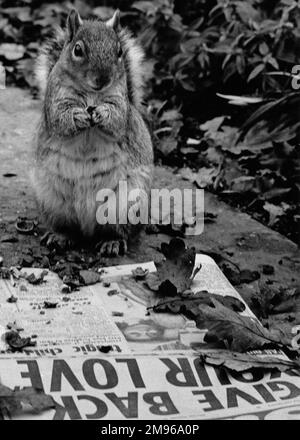 Squirrel reading a newspaper Stock Photo - Alamy