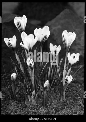 Crocus Versicolor (Cloth of Silver crocus), with white petals and ...