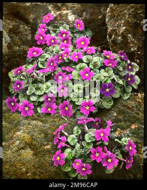 Julia primrose - Primula juliae Stock Photo - Alamy