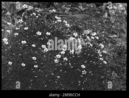 Irish saxifrage - Saxifraga rosacea Stock Photo - Alamy