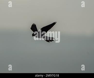 flying falcon cucoloris Stock Photo - Alamy