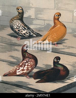 A group portrait showing four Short-Faced Bald-Headed pigeons perched ...