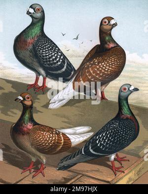 A portrait a Short-Faced Blue and Black Bearded pigeon amongst other ...