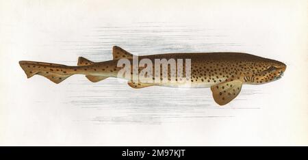 Scyliorhinus stellaris, also known as the nursehound or bull huss, is a ...