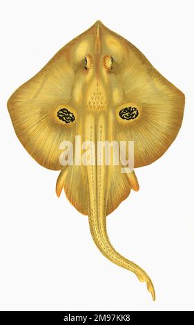 Cuckoo ray, Leucoraja (Raja) naevus, camouflaged on sand Stock Photo ...