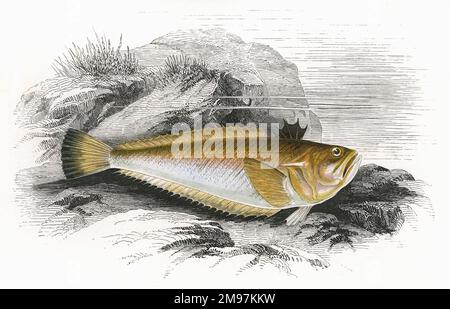 Lesser Weever - Echiichthys vipera Stock Photo - Alamy