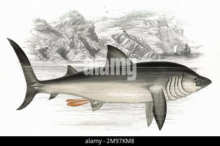 Basking Shark - Cetorhinus maximus Stock Photo - Alamy