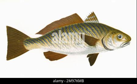Umbrina Cirrosa fish Stock Photo - Alamy